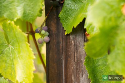 Extensive Hands-On Field Review of the Sony A99