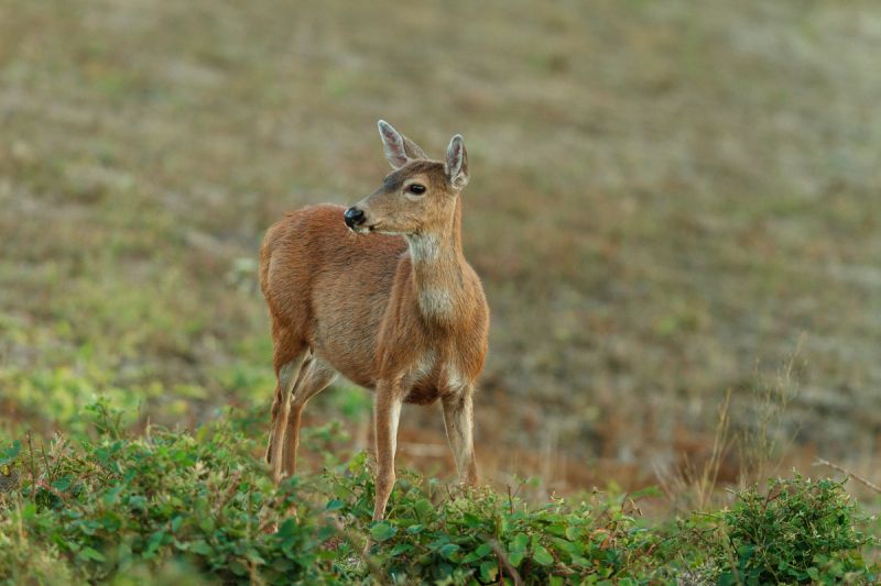 6 Tips for Shooting Deer, With Your Camera