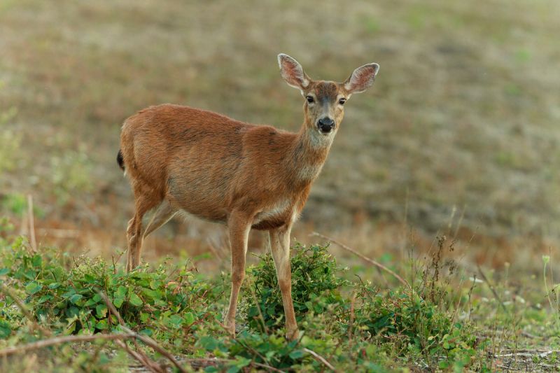 6 Tips for Shooting Deer, With Your Camera