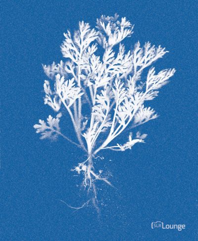 How to Make a Modern Photogram Using a Flatbed Scanner