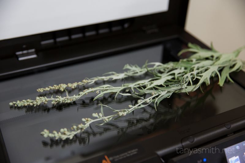 How to Make a Modern Photogram Using a Flatbed Scanner