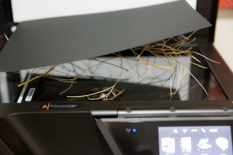 How to Make a Modern Photogram Using a Flatbed Scanner