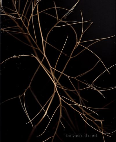 How to Make a Modern Photogram Using a Flatbed Scanner