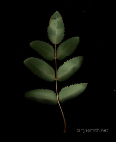How to Make a Modern Photogram Using a Flatbed Scanner