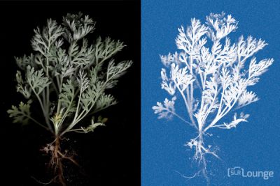 How to Make a Modern Photogram Using a Flatbed Scanner