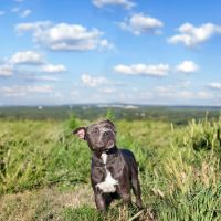 Photographer Helps Save Unwanted Dogs With Portrait Series