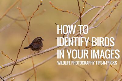 How To Identify Birds In Your Images | Wildlife Photography Tips-n-Tricks