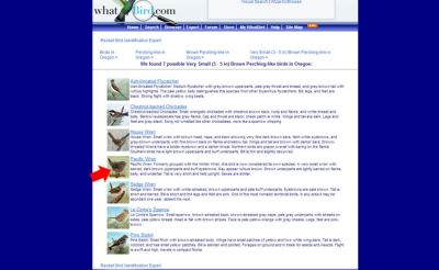 How To Identify Birds In Your Images | Wildlife Photography Tips-n-Tricks