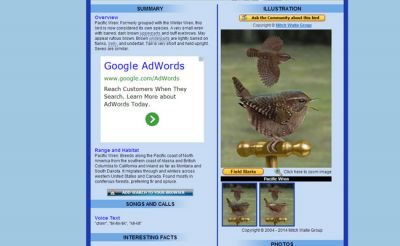 How To Identify Birds In Your Images | Wildlife Photography Tips-n-Tricks