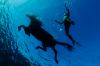 Sailboats, Ballerinas and Horses: The Underwater Photography of Kurt Arrigo