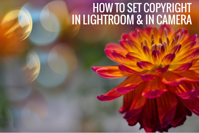 How To Easily Add Copyright In Lightroom & In Camera