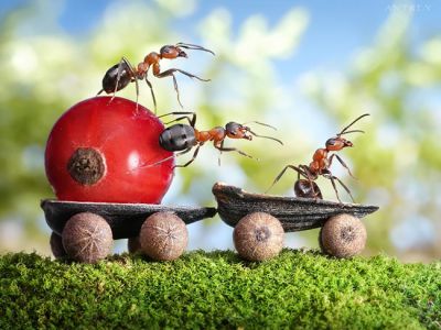 'Ant Tales' - Unbelievable Macro Images of Real Ants in a Fairy Tale World