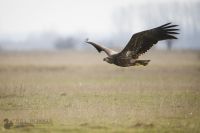 6 Tips for Photographing Fast Animals