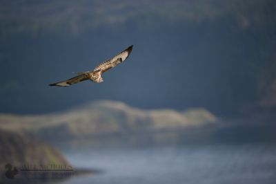 6 Tips for Photographing Fast Animals