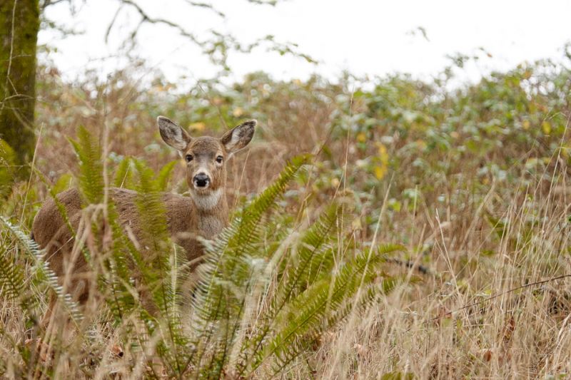 Fujifilm Quietly 'Fixes' Continuous AF on X-T1?