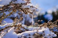 Cold Weather Photography Tips | How to Defrost and Save a Frozen Camera