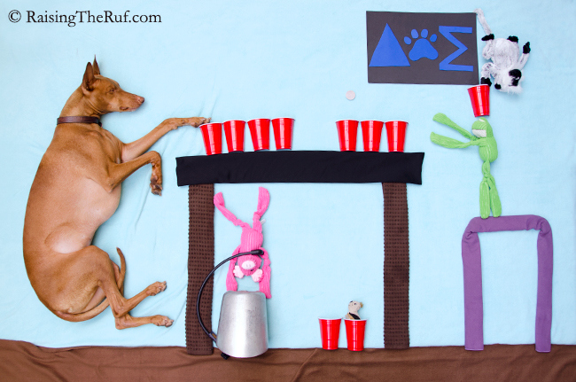 Creative Dog Photography by Sara Rehnmark