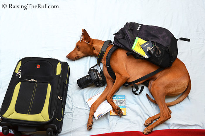 Creative Dog Photography by Sara Rehnmark