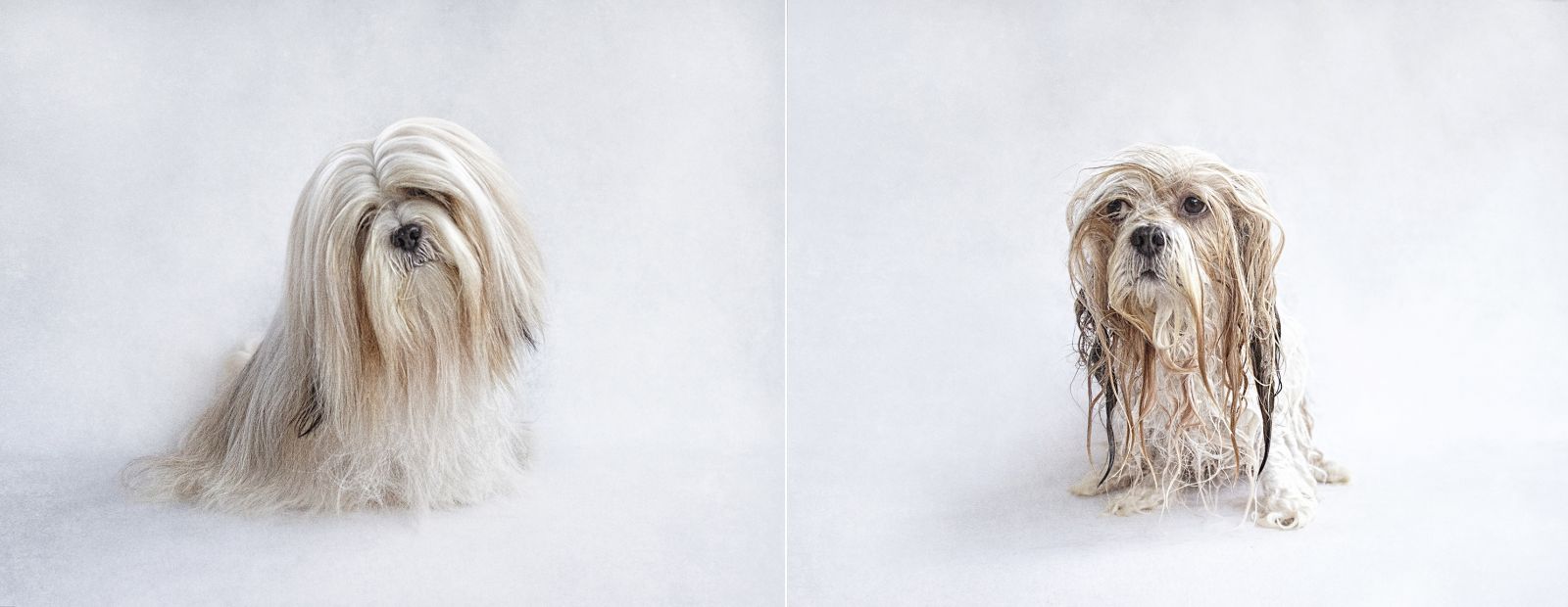 Dry Dog, Wet Dog | Before & After Bathtime Shows Off Dog Personalities