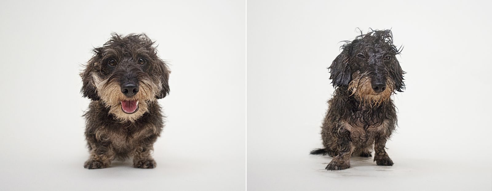 Dry Dog, Wet Dog | Before & After Bathtime Shows Off Dog Personalities