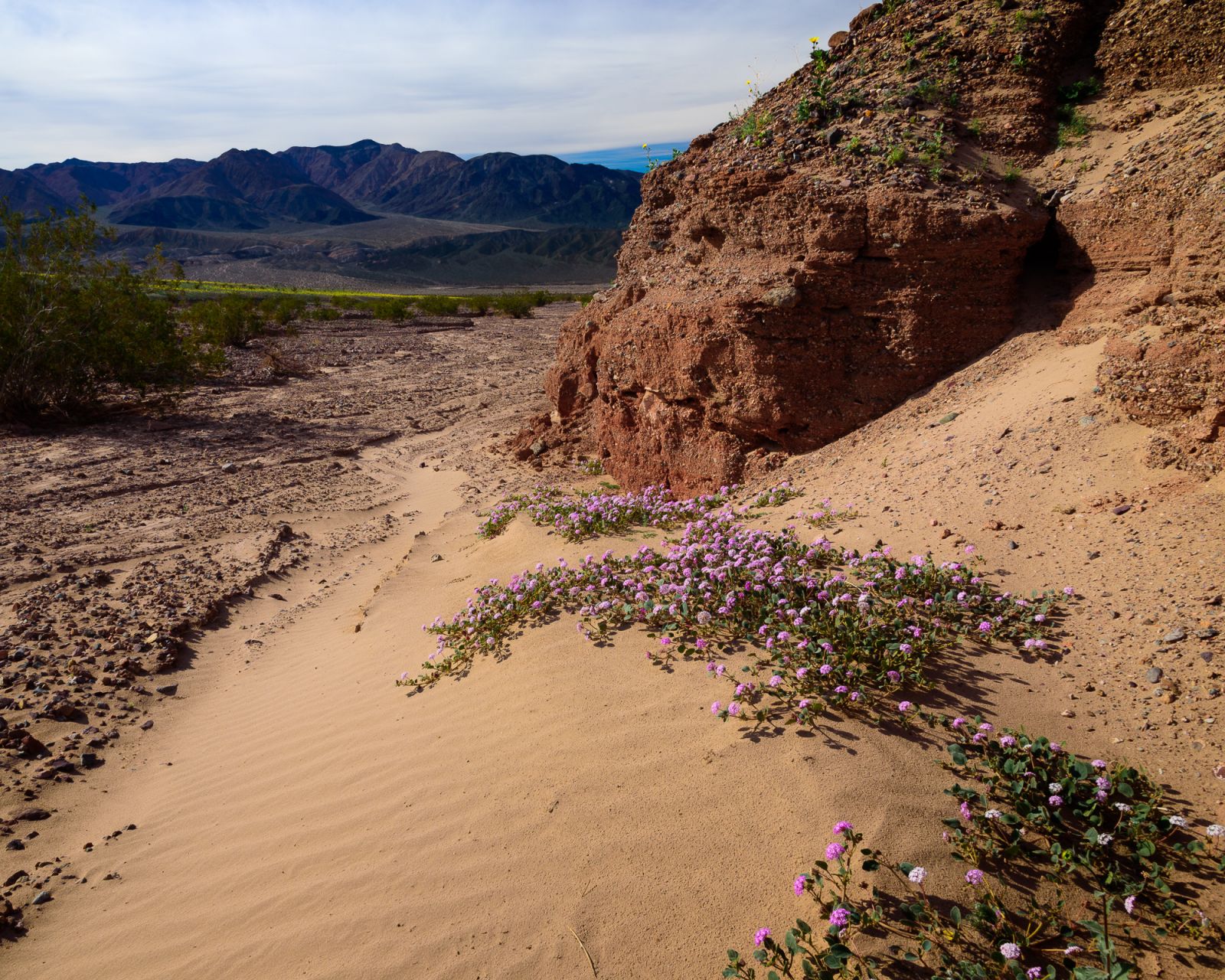 How to Photograph Death Valley Flowers