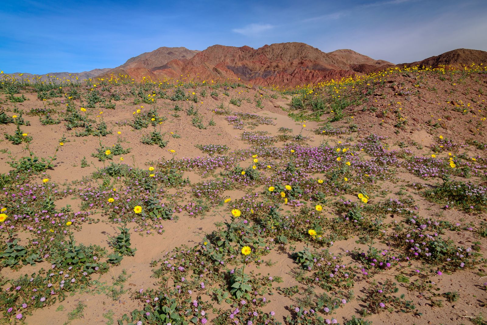 How to Photograph Death Valley Flowers