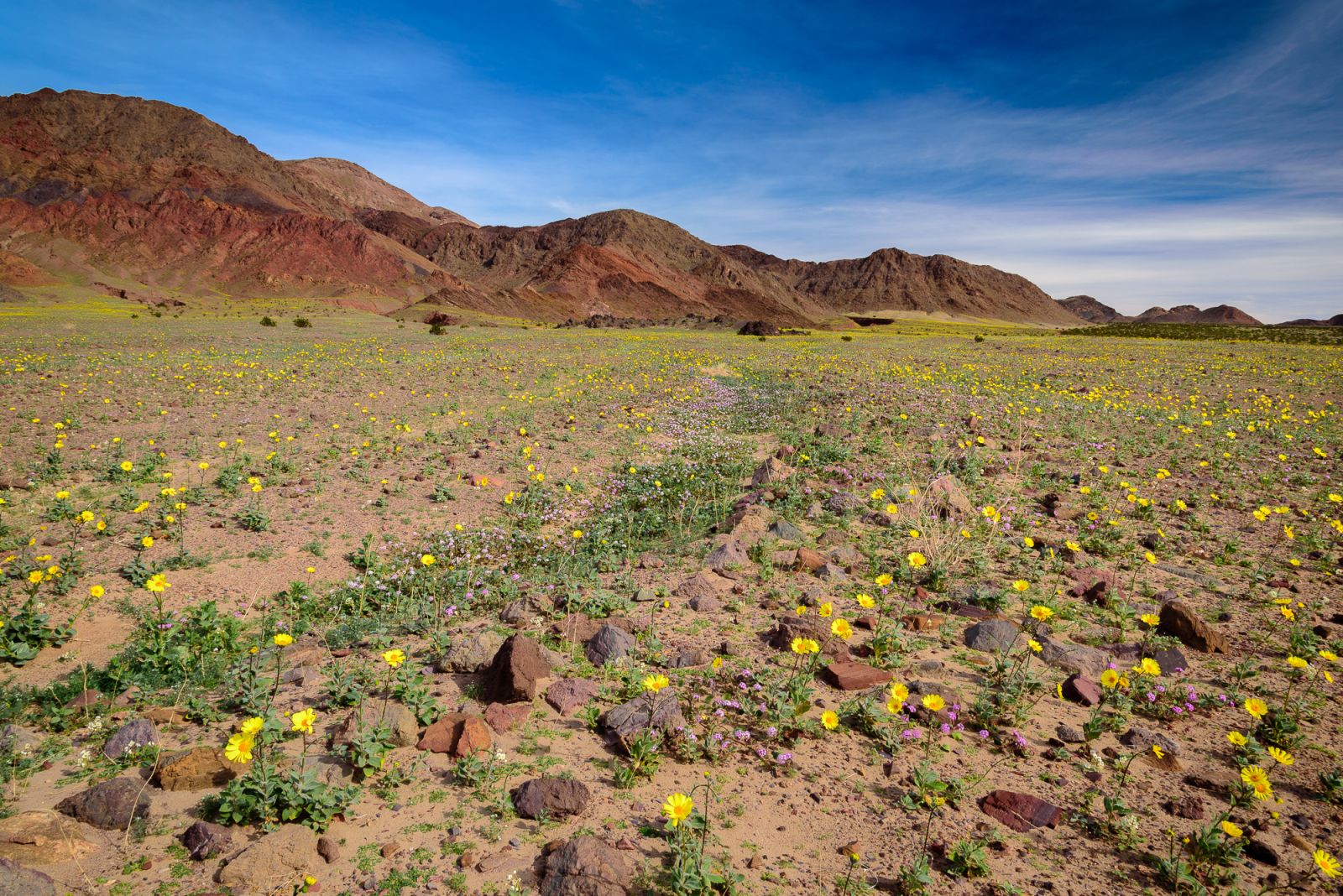 How to Photograph Death Valley Flowers