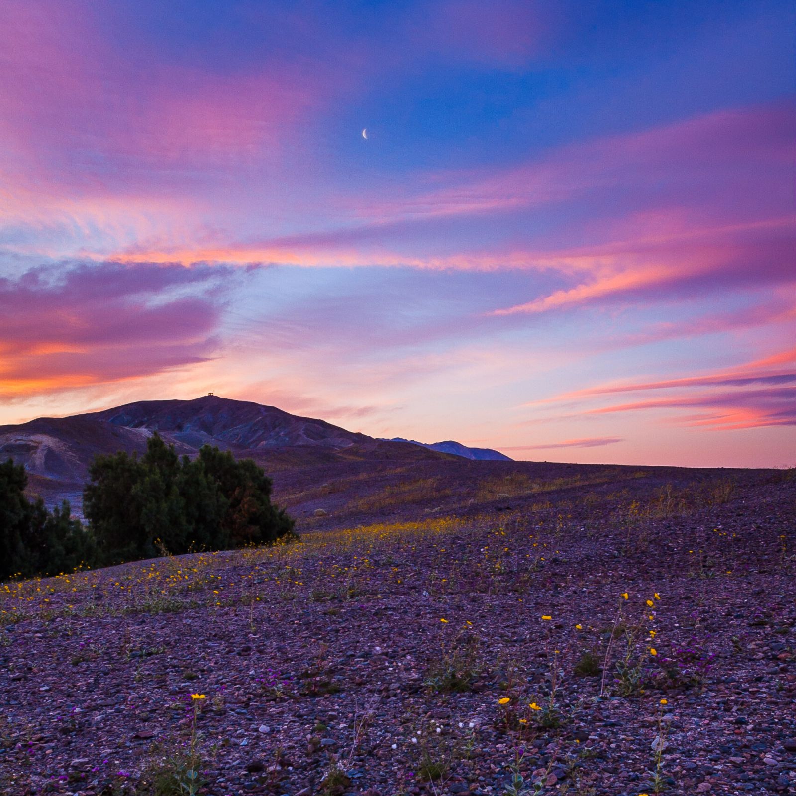 How to Photograph Death Valley Flowers