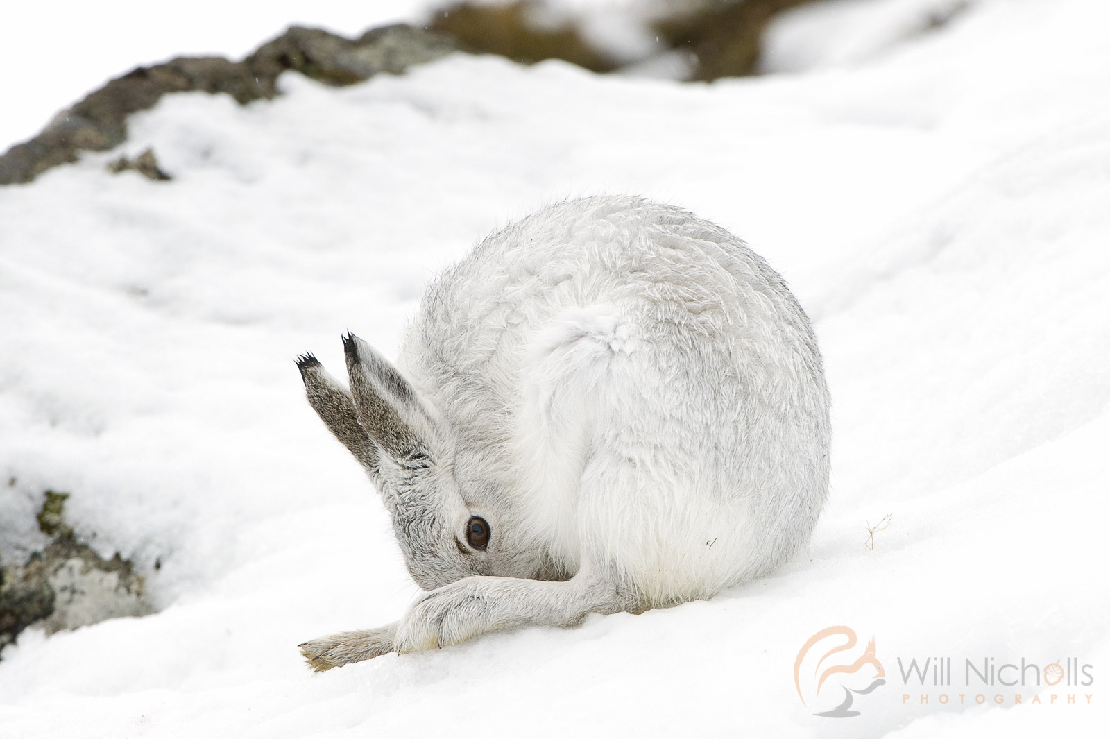 Wildlife Photography: High-Key Mountain Hare in the Snow [How I Shot It]