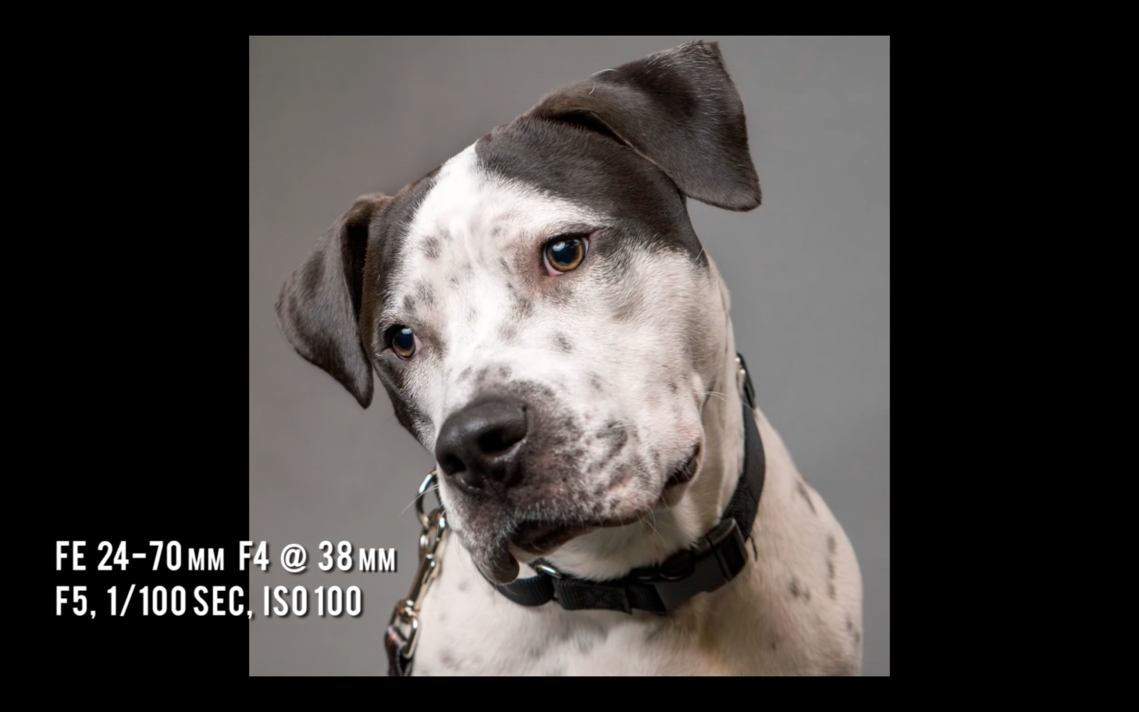 Sony a6300 Put Through Its Paces With Pet Photography