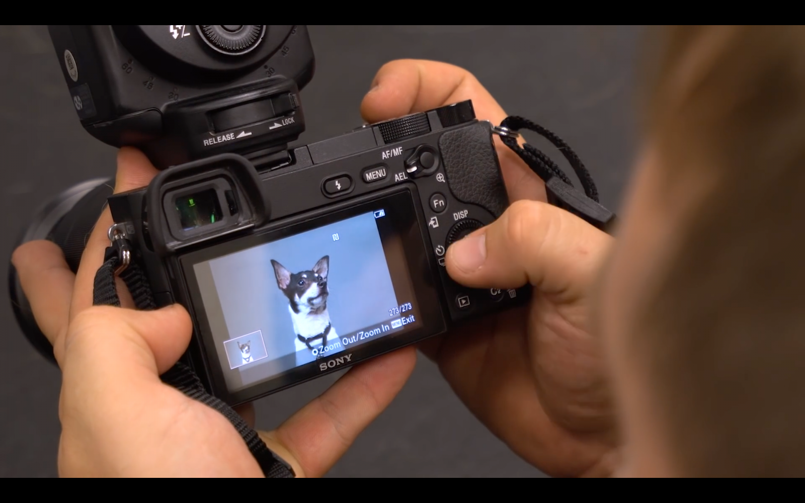 Sony a6300 Put Through Its Paces With Pet Photography