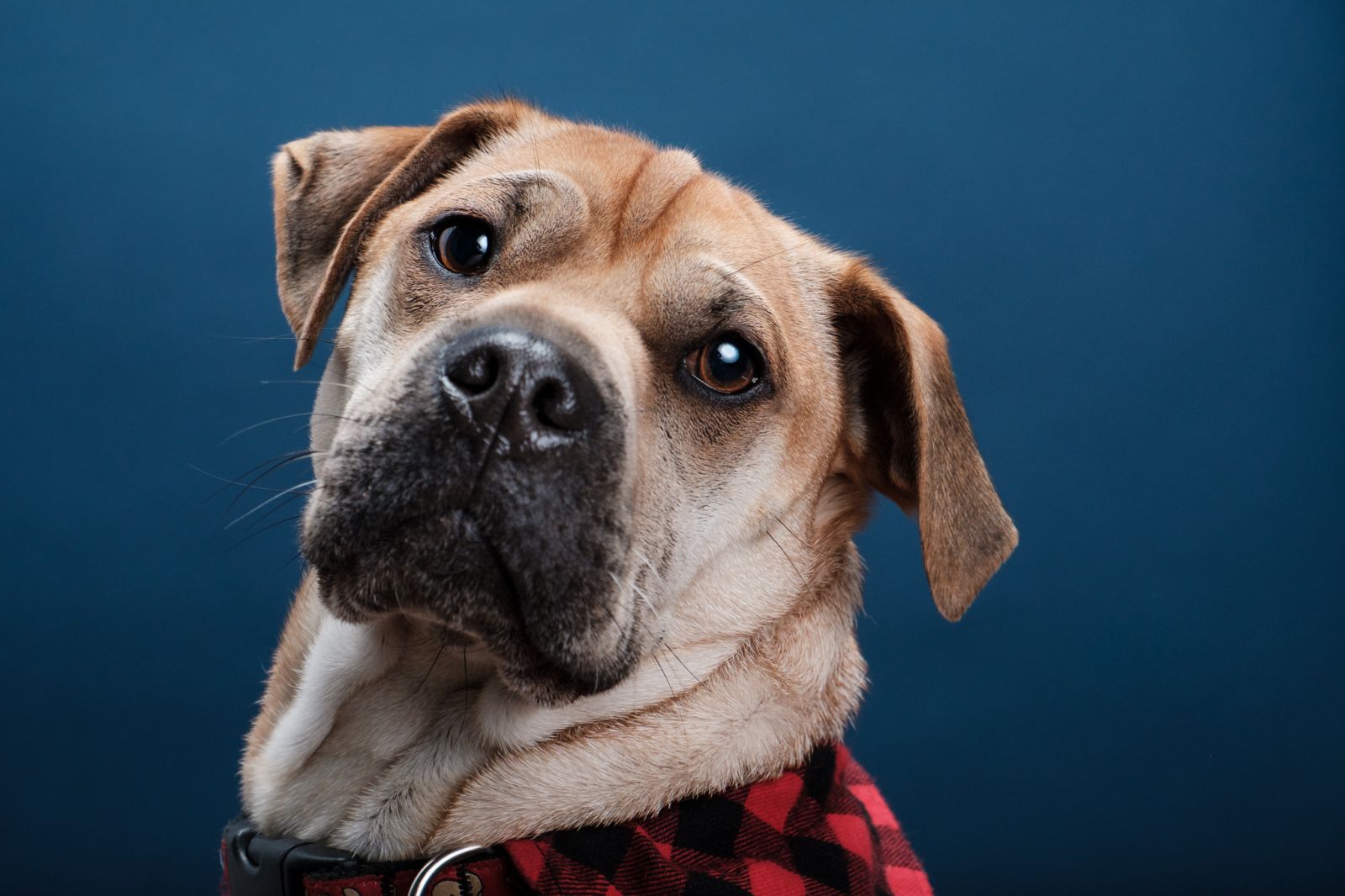 Pet Photography Guide Gear Tips And Common Mistakes To Avoid Pet Photography Guide Gear Tips And Common Mistakes To Avoid