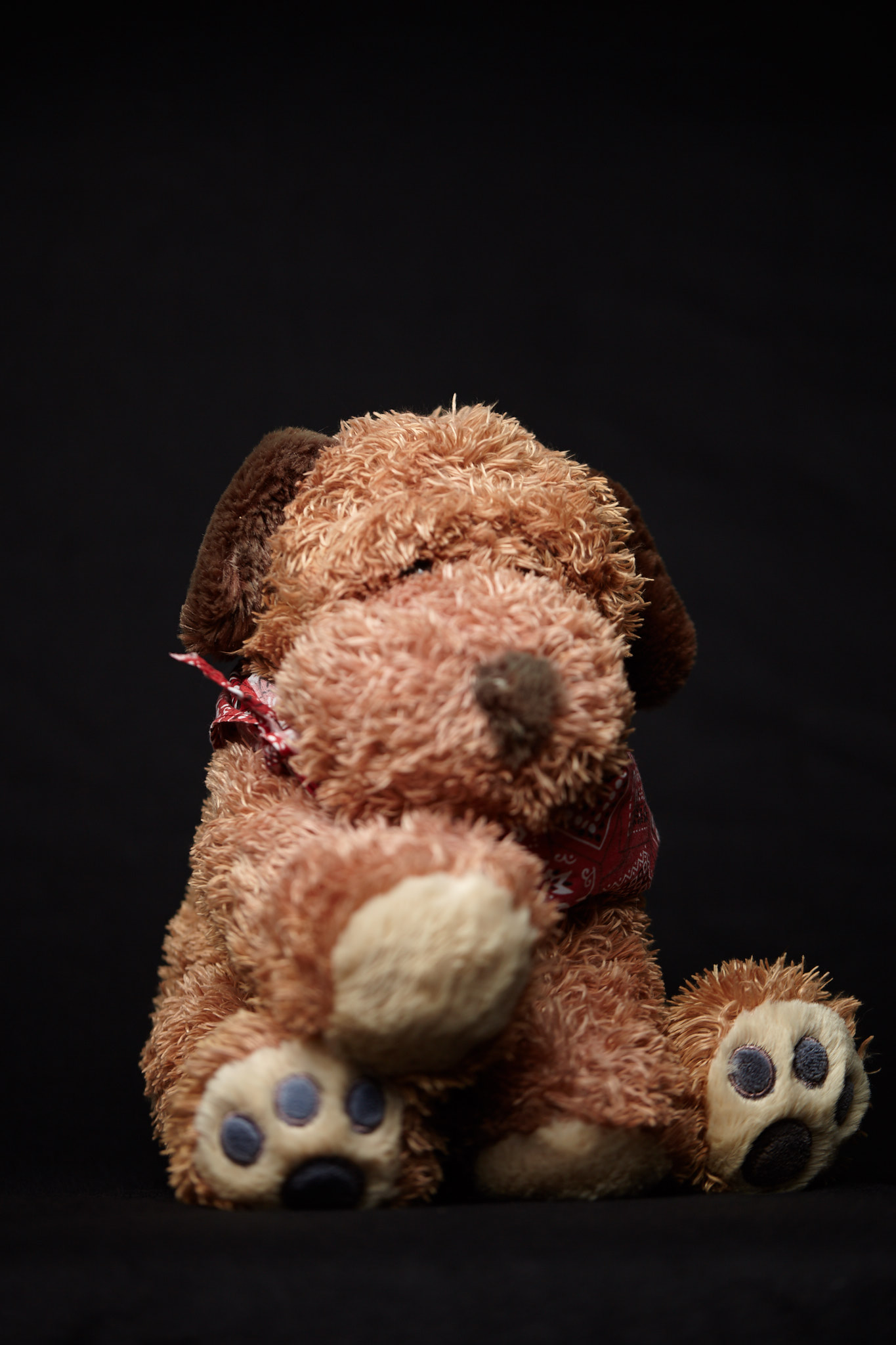 Lighting for Pet Photography with One-Light