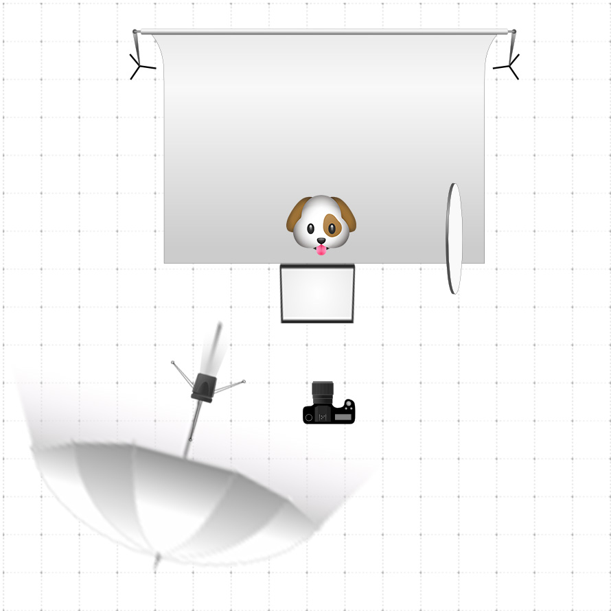 Pet Photography Guide | Gear, Tips, and Common Mistakes to Avoid