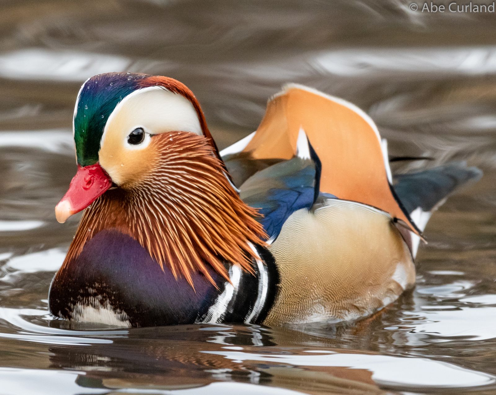 Bird Photography with Abe Curland, of B&H and Bird Song Images | SLR ...