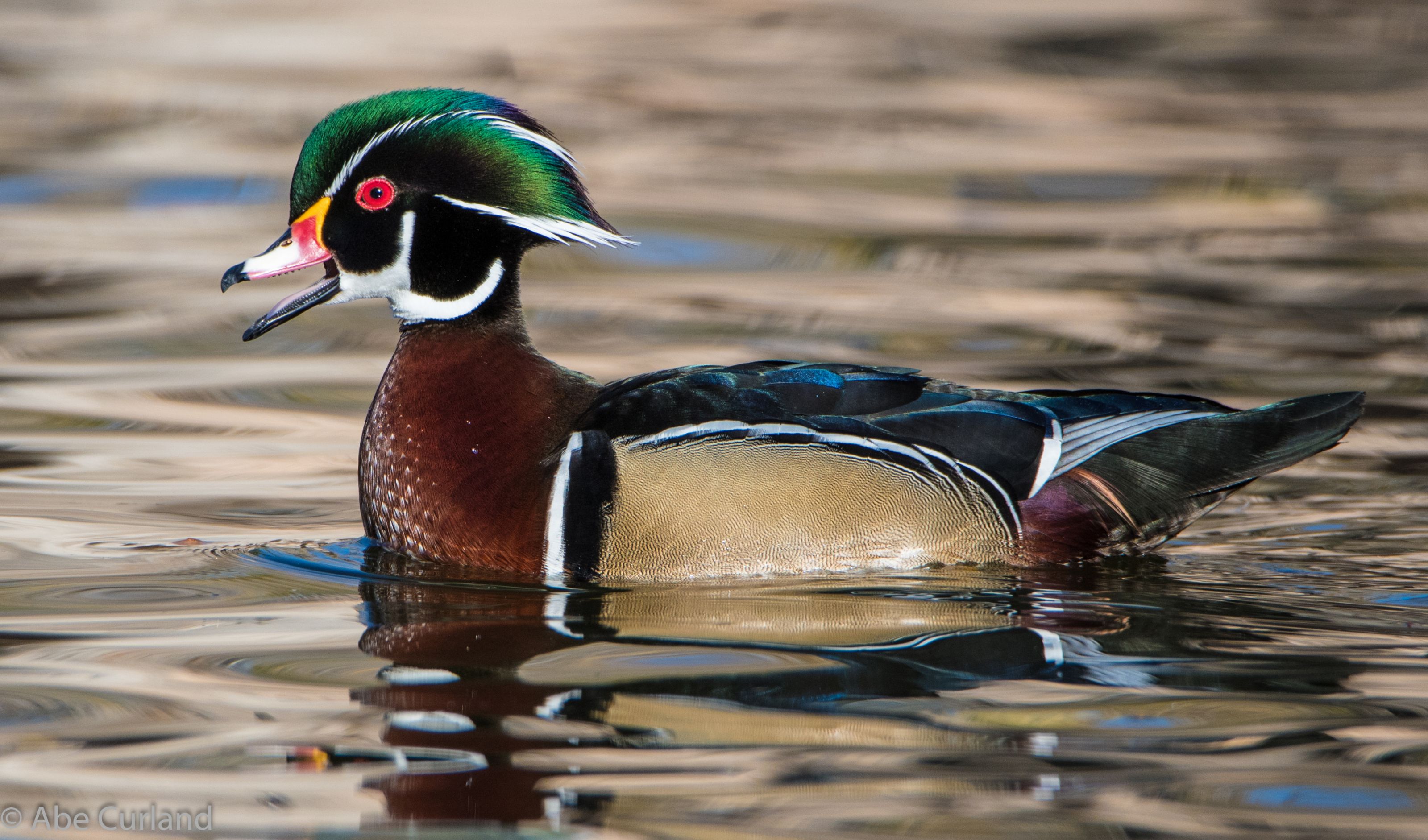 Bird Photography with Abe Curland, of B&H and Bird Song Images | SLR ...