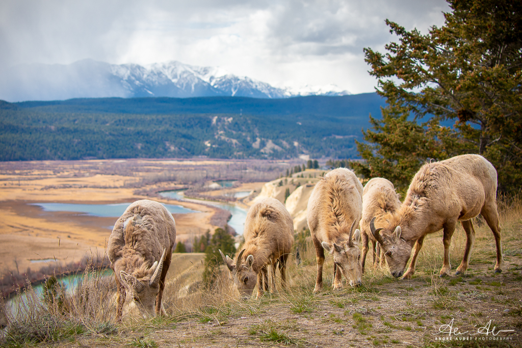 Photographing Bighorn Sheep with the Sigma 60-600mm Sports Lens