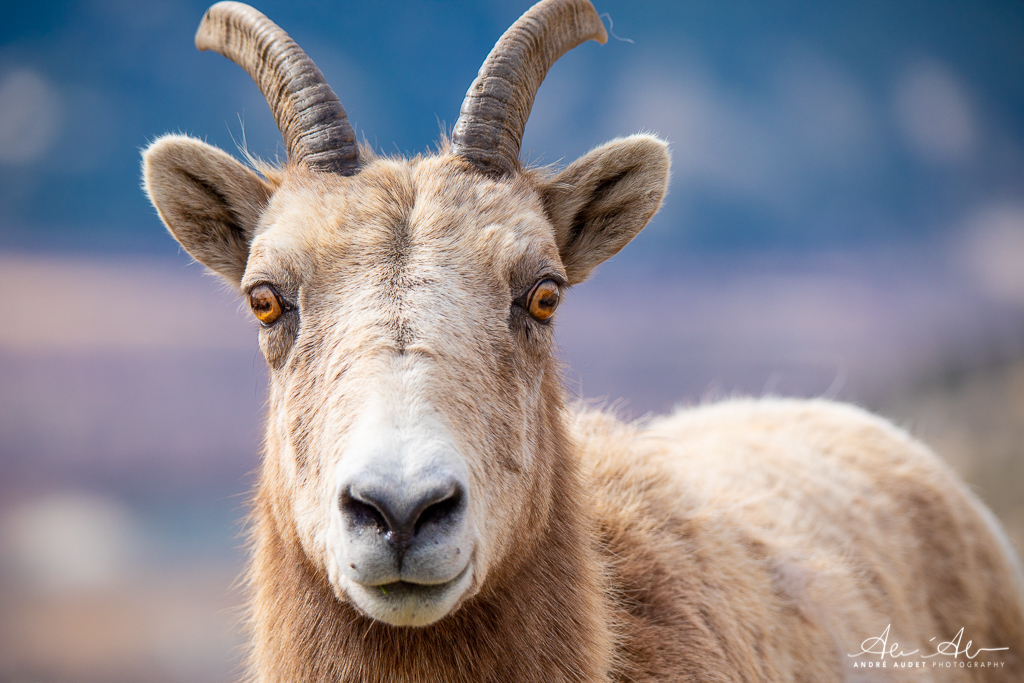 Photographing Bighorn Sheep with the Sigma 60-600mm Sports Lens