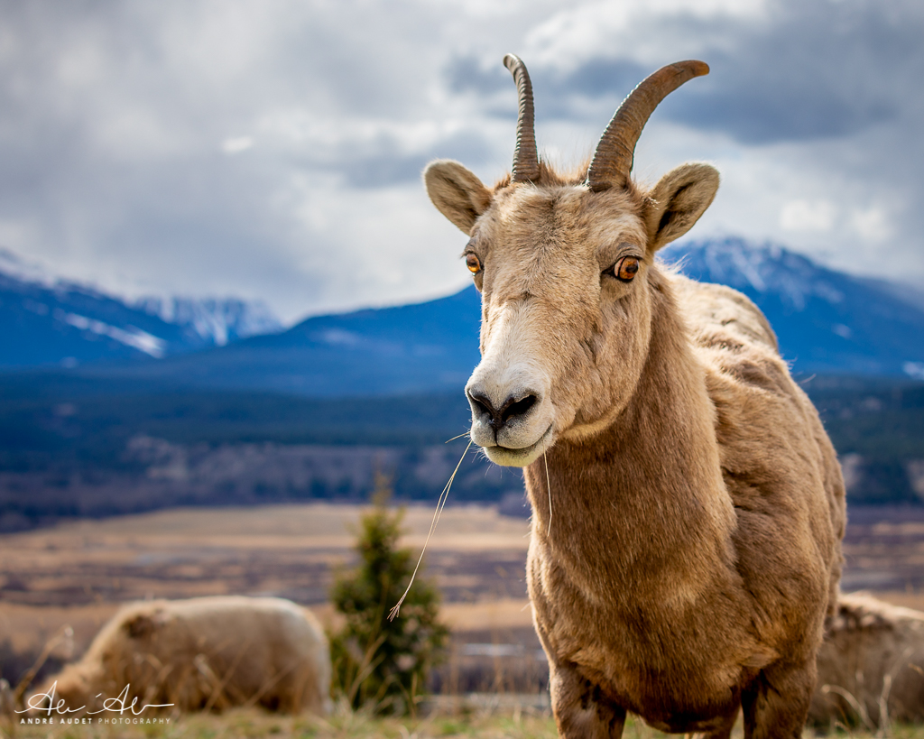 Photographing Bighorn Sheep with the Sigma 60-600mm Sports Lens