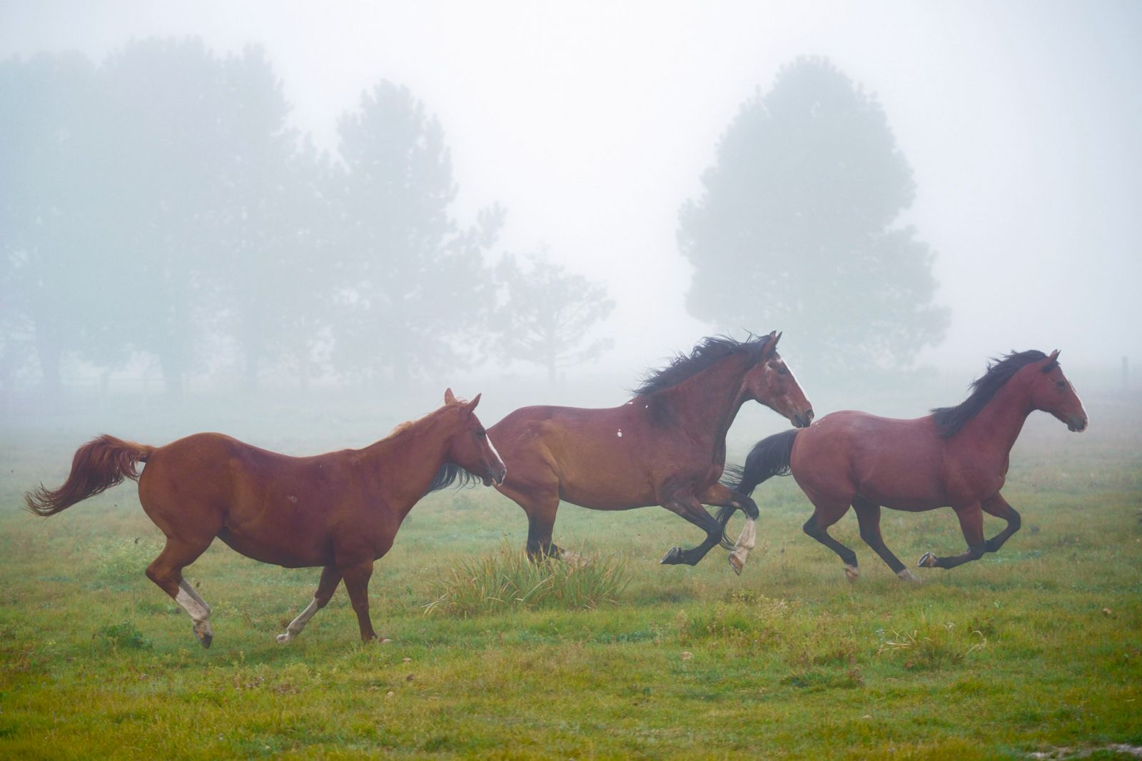 8 Horse Photography Tips for Impactful and Creative Photos