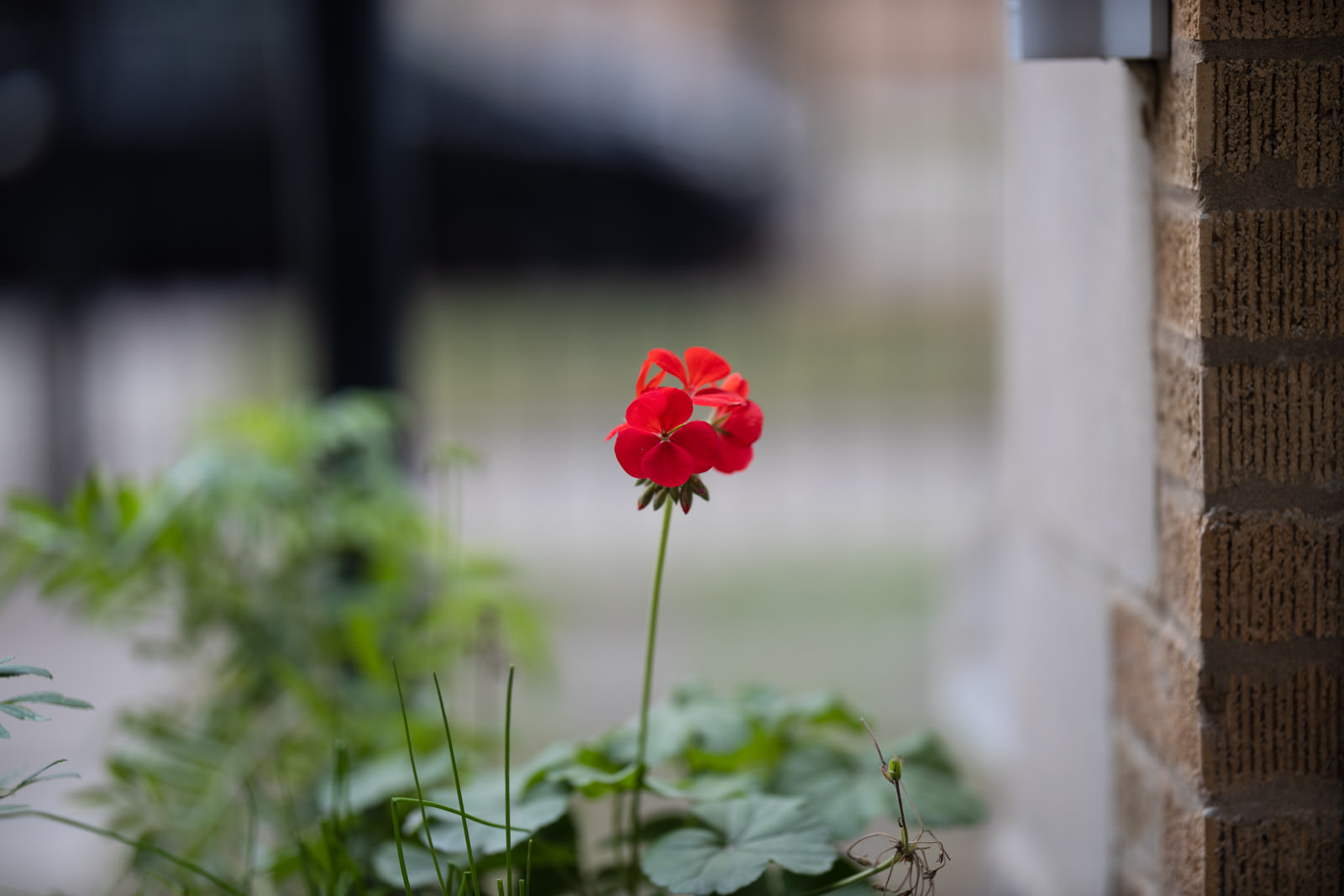 Canon RF 85 f/1.2L USM Review | The Best 85mm Ever?