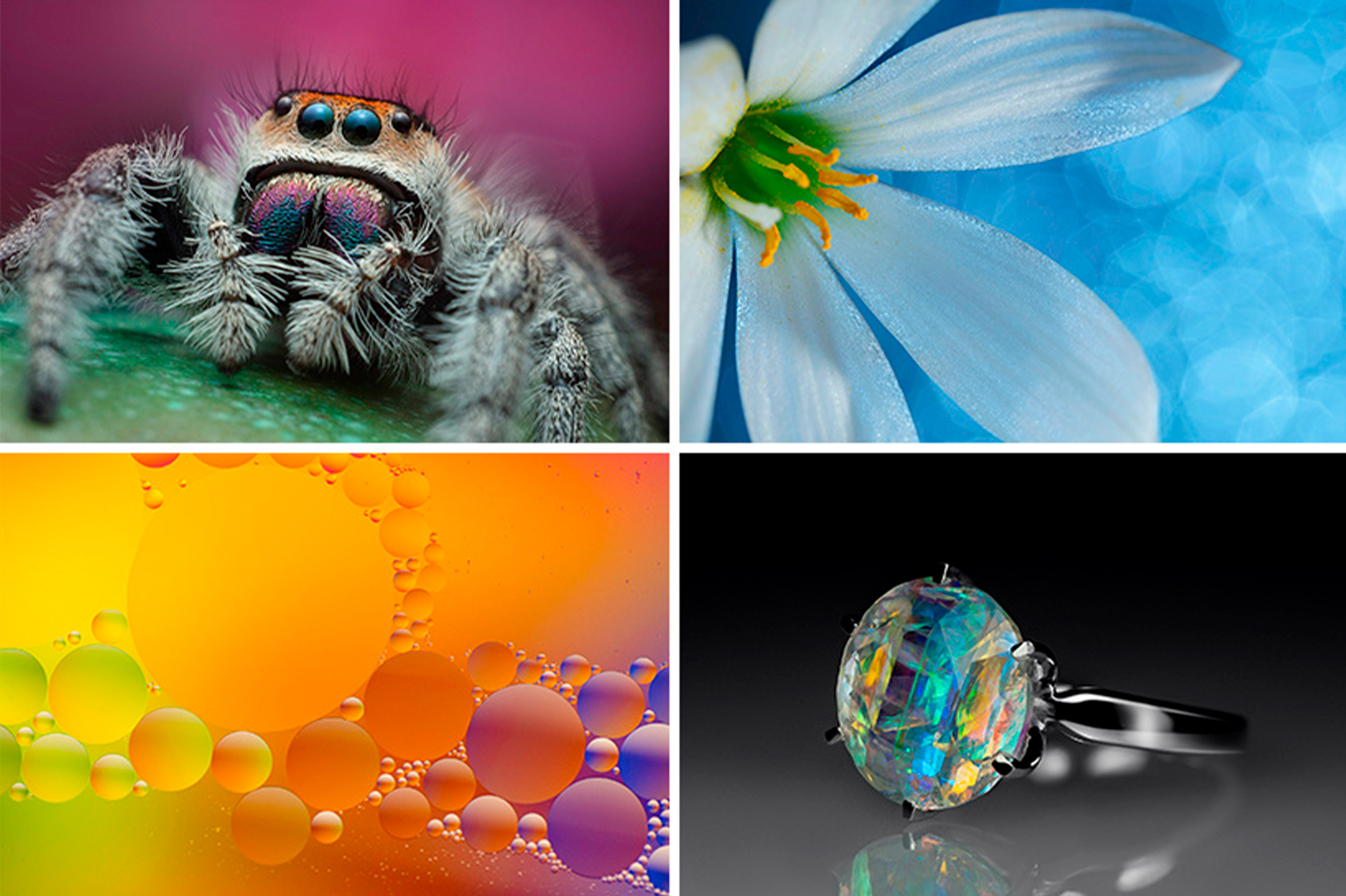 5 Things I Learned From The Fstoppers Mastering Macro Photography ...