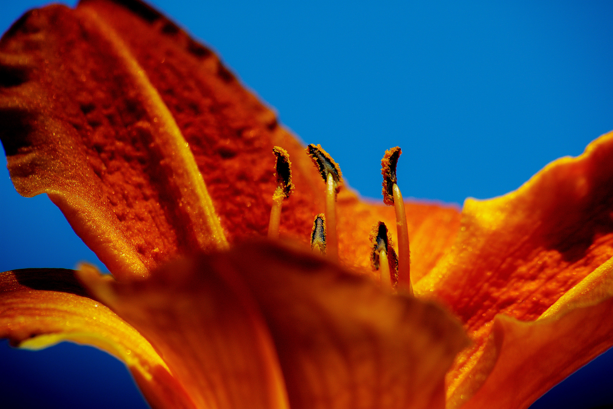 10 Floral Photography Tips To Get You Started