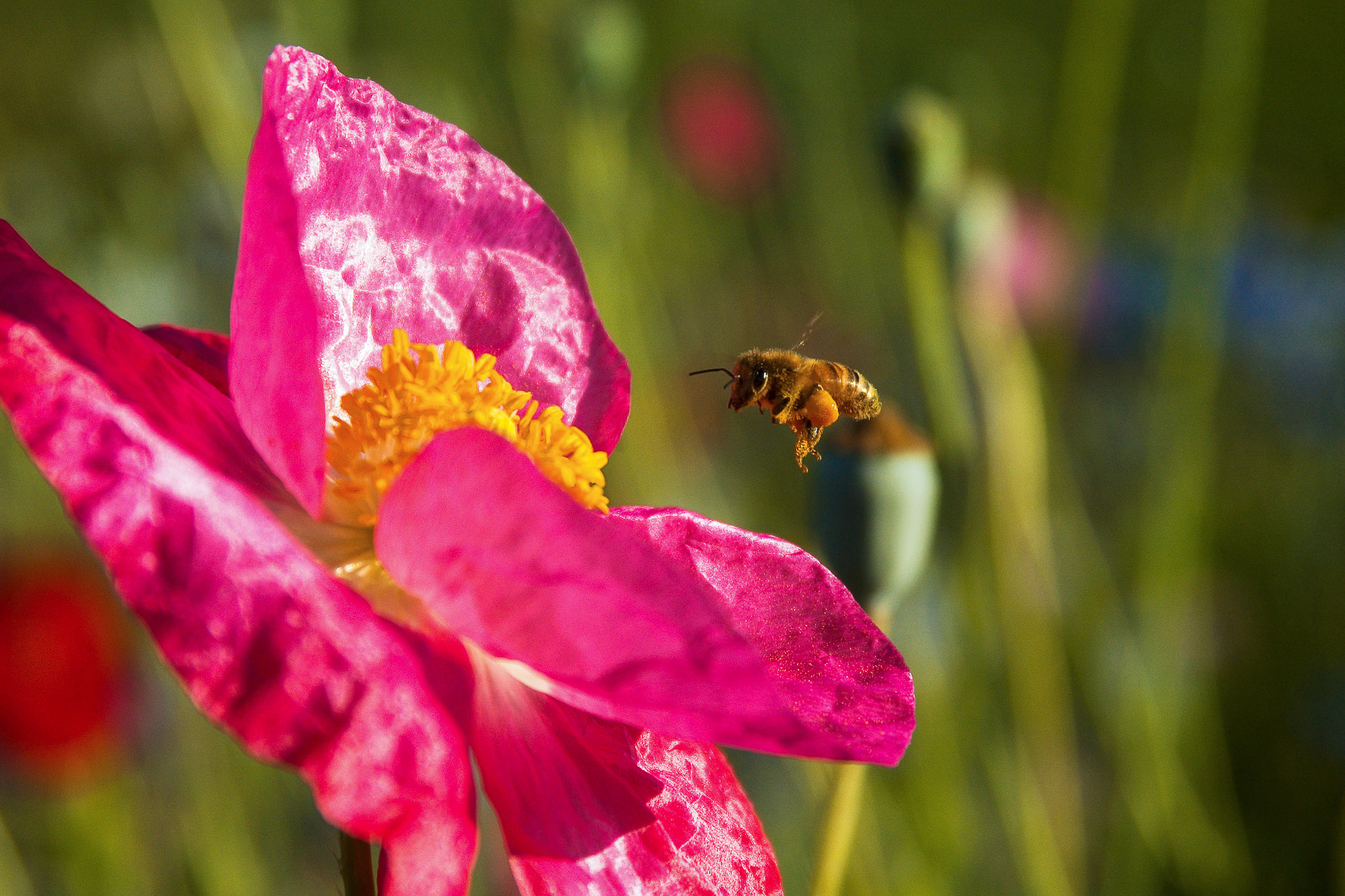 10 Floral Photography Tips To Get You Started