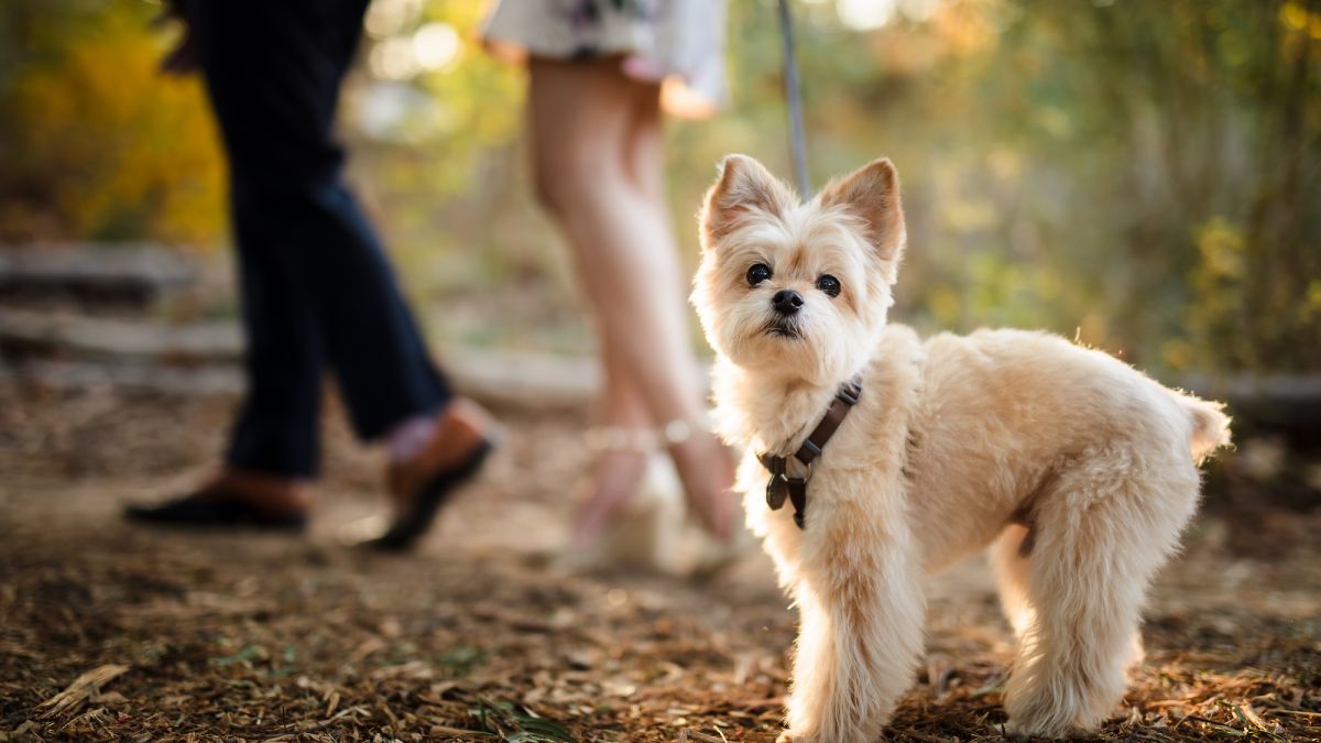 Pet Photography Guide | Gear, Tips, and Common Mistakes to Avoid