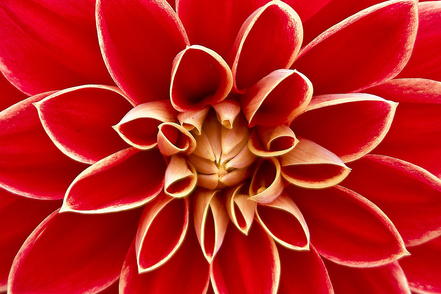 Inspirational Macro Flower Photography Portraits + Tips
