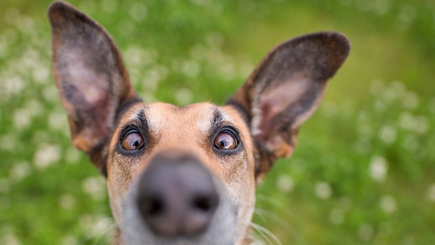 See These 6 Dog Photoshoot Ideas and Tips for Better Pictures