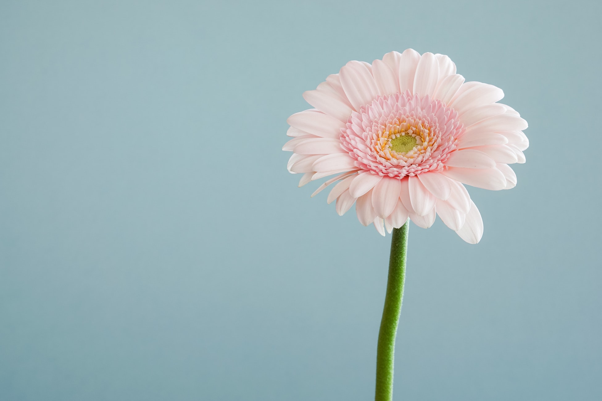 10 Floral Photography Tips To Get You Started