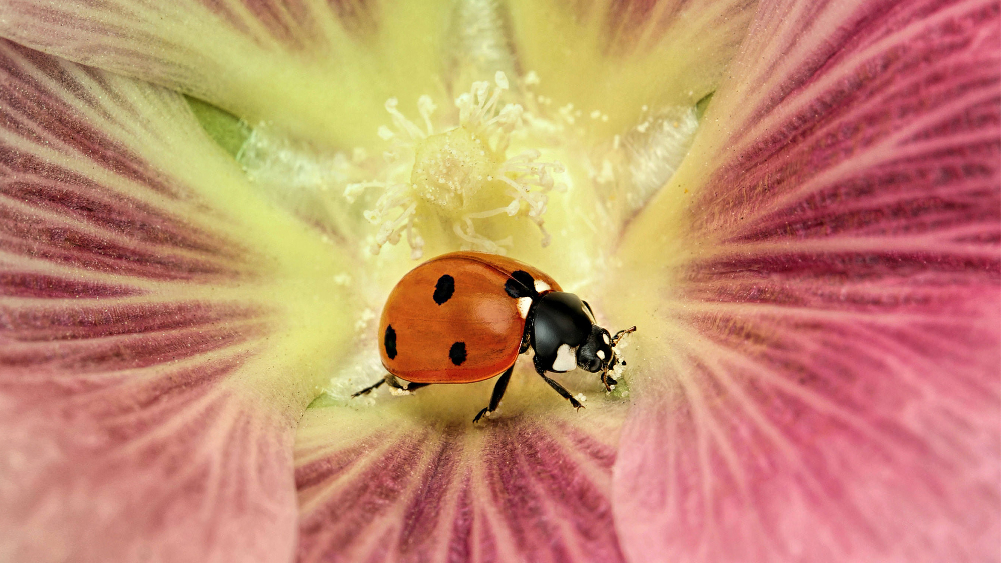 Winners Announced in the Luminar Bug Photography Awards 2020