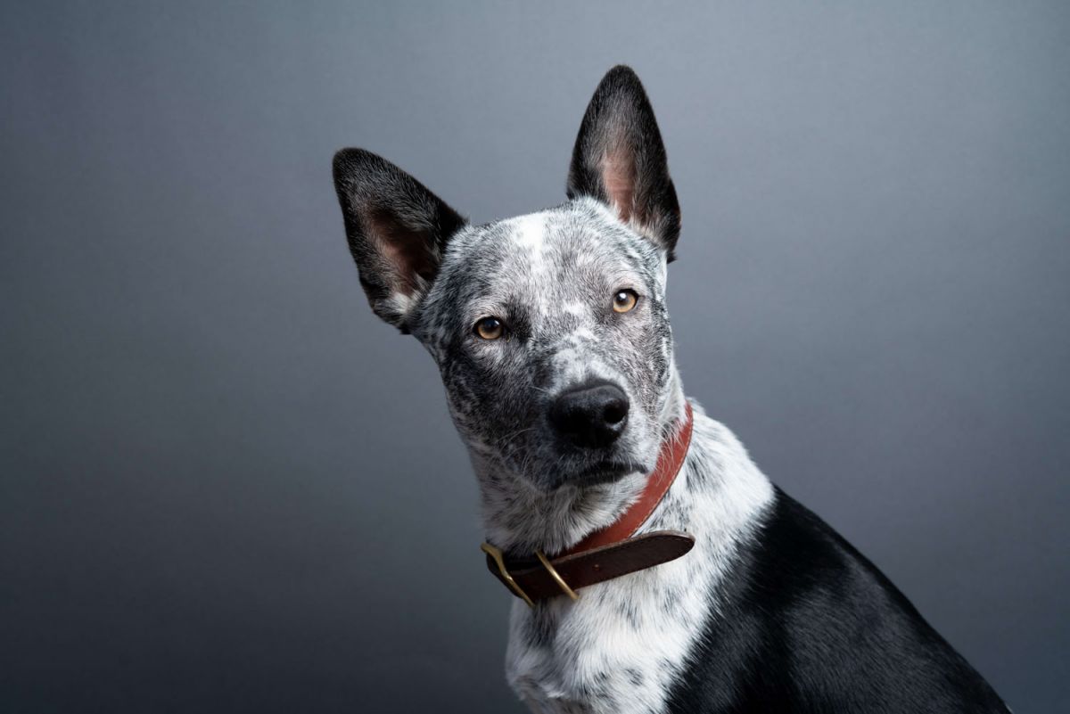 6 Tips for Adorable Pet Photos